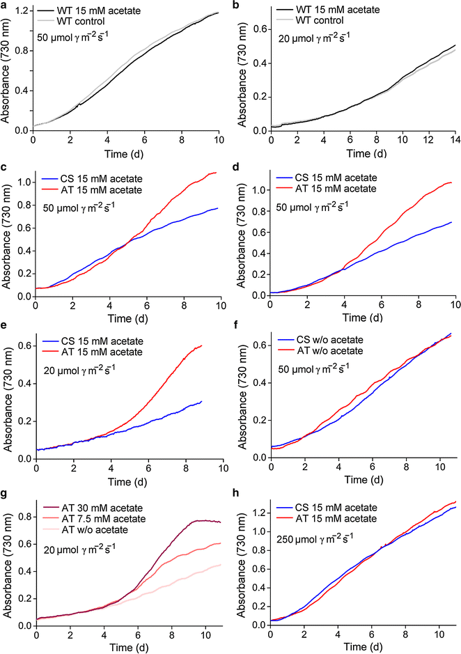 The effect of enhanced acetate influx on Synechocystis sp. PCC 6803 ...