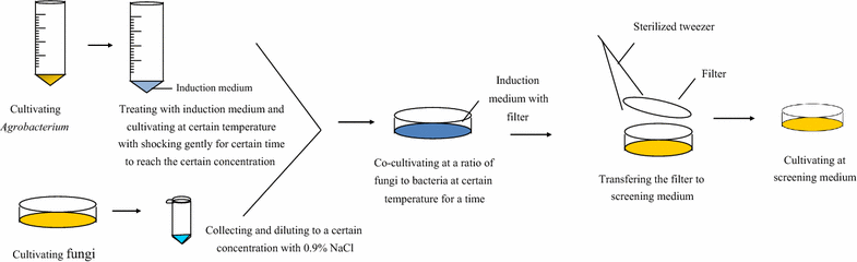 Methods for genetic transformation of filamentous fungi | Microbial Cell Factories | Full Text
