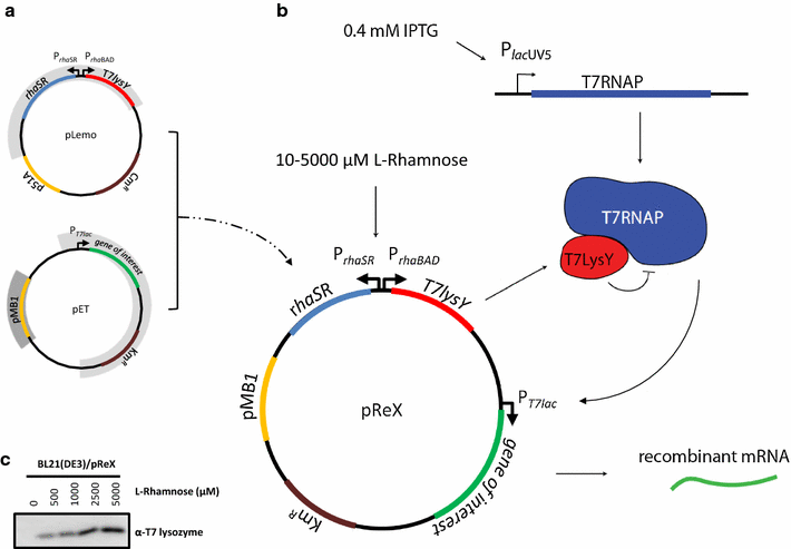The tunable pReX expression vector enables optimizing the T7-based ...