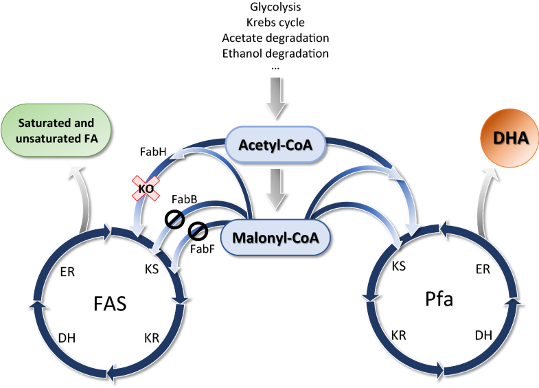 fabH deletion increases DHA production in Escherichia coli expressing ...