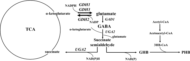 The pleiotropic effects of the glutamate dehydrogenase (GDH) pathway in ...