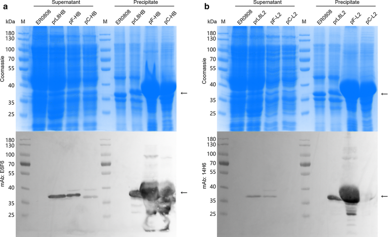 Construction of a bacterial surface display system based on outer ...