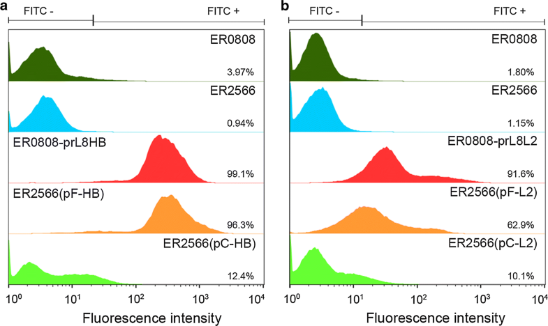 Construction of a bacterial surface display system based on outer ...