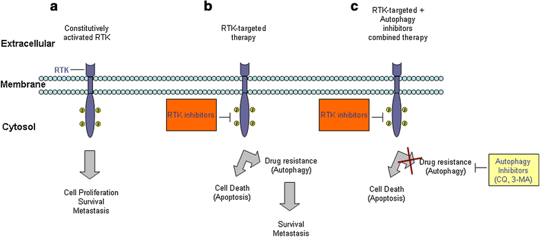 Resistance to receptor tyrosine kinase inhibitors in solid tumors: can ...