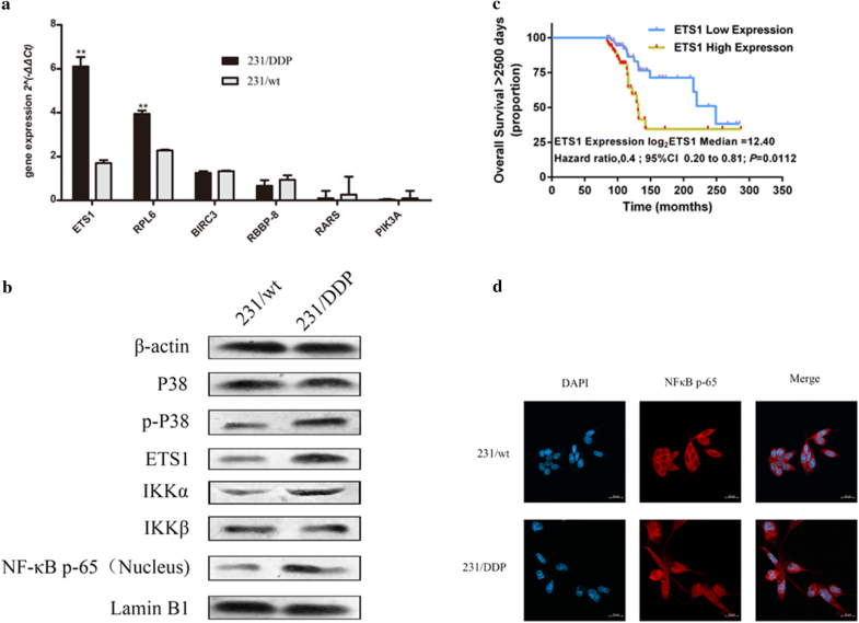 Ets1 Is Associated With Cisplatin Resistance Through Ikkα Nf κb Pathway