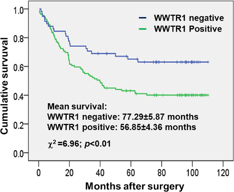 The Hippo signaling effector WWTR1 is a metastatic biomarker of gastric ...