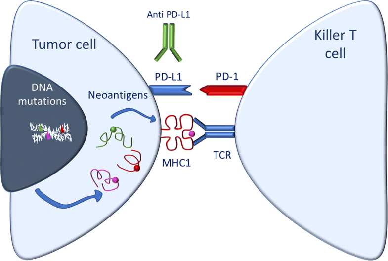 Tumor mutation burden: from comprehensive mutational screening to the ...