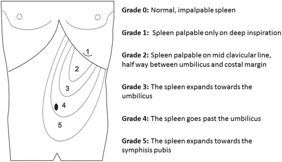 Ultrasonographic assessment of splenic volume at presentation and after ...