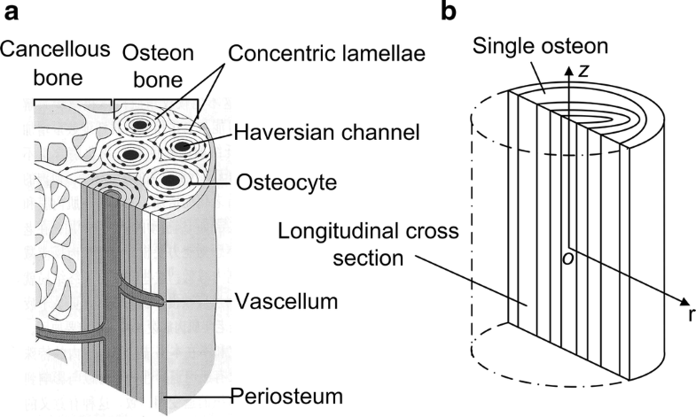 A multi-layered poroelastic slab model under cyclic loading for a ...