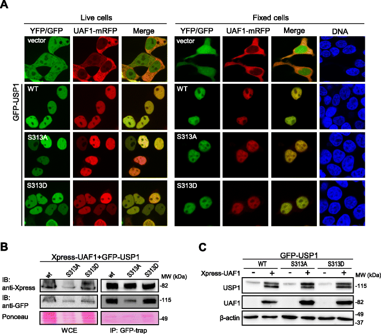 Structure Function Analysis Of Usp1 Insights Into The Role Of Ser313