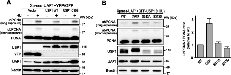 Structure Function Analysis Of Usp1 Insights Into The Role Of Ser313