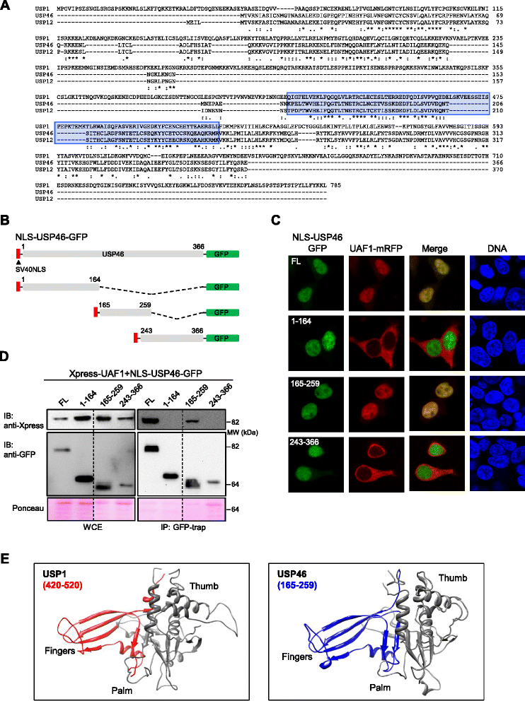 Structure Function Analysis Of Usp1 Insights Into The Role Of Ser313