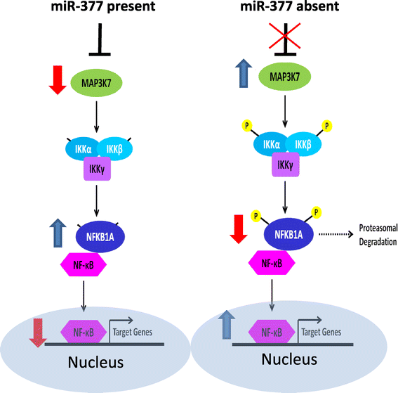 MiR-377 targets E2F3 and alters the NF-kB signaling pathway through ...