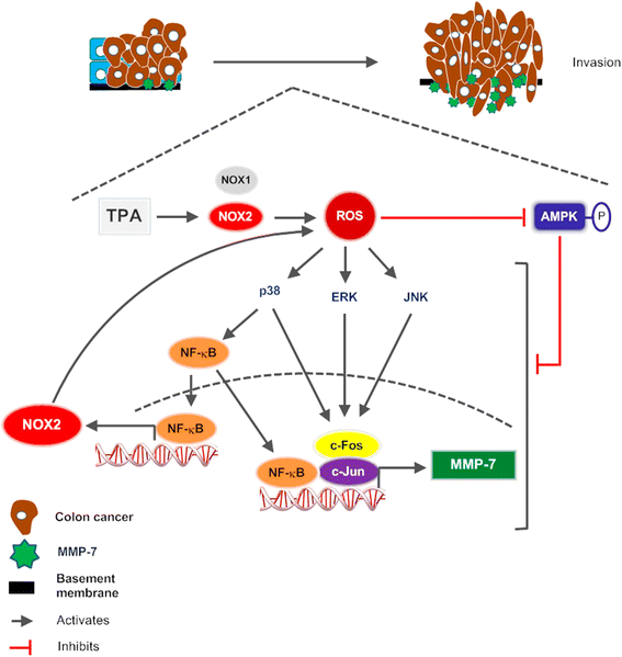 NOX1 to NOX2 switch deactivates AMPK and induces invasive phenotype in ...