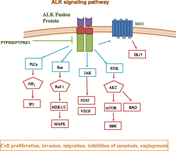 Role and targeting of anaplastic lymphoma kinase in cancer | Molecular ...