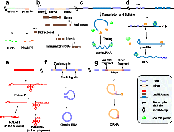 New insights into long noncoding RNAs and their roles in glioma | Molecular Cancer | Full Text