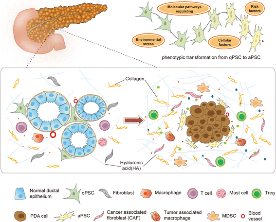 The critical roles of activated stellate cells-mediated paracrine ...