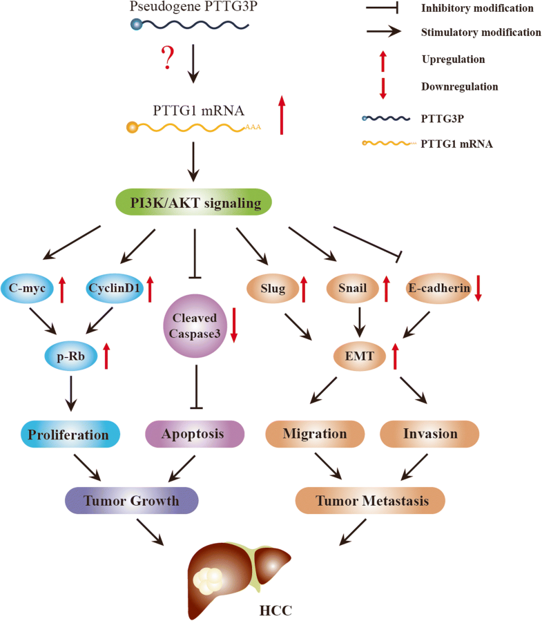 The long non-coding RNA PTTG3P promotes cell growth and metastasis via ...