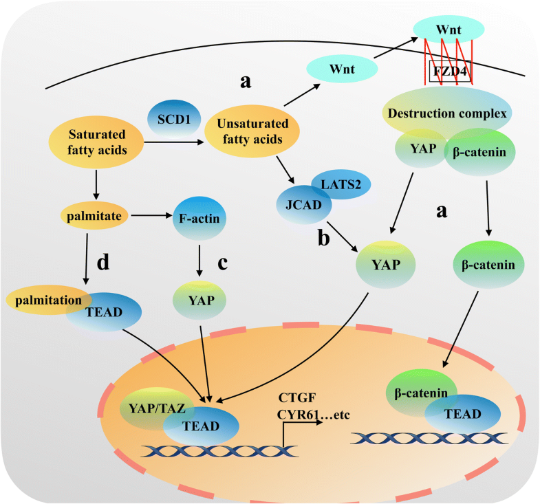 The role of YAP/TAZ activity in cancer metabolic reprogramming | Molecular Cancer | Full Text