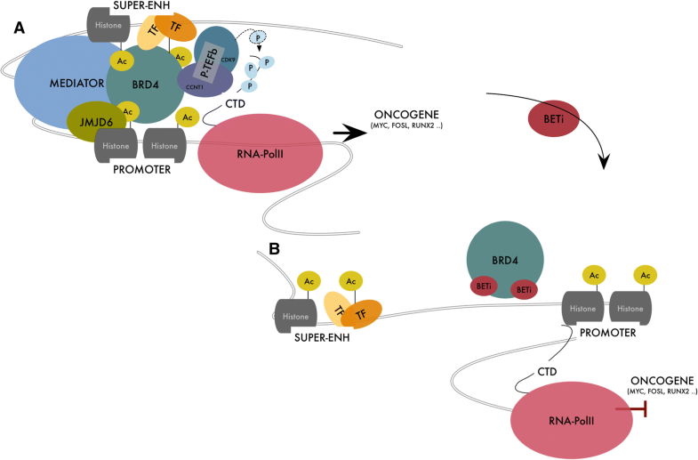 BRD4 and Cancer: going beyond transcriptional regulation | Molecular ...