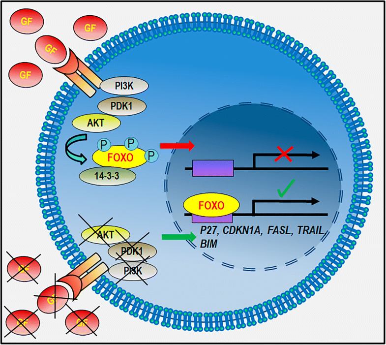 The forkhead-box family of transcription factors: key molecular players ...