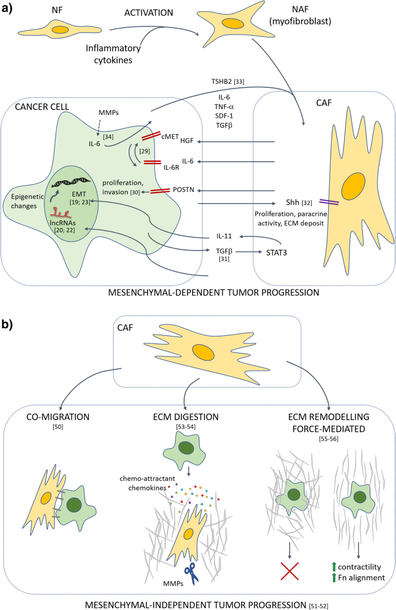 Cancer-associated fibroblasts as abettors of tumor progression at the ...