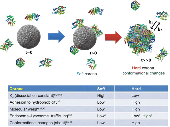 Silver nanoparticle protein corona and toxicity: a mini-review | Journal of Nanobiotechnology ...