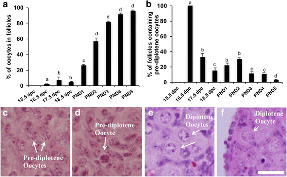 Arrest at the diplotene stage of meiotic prophase I is delayed by ...