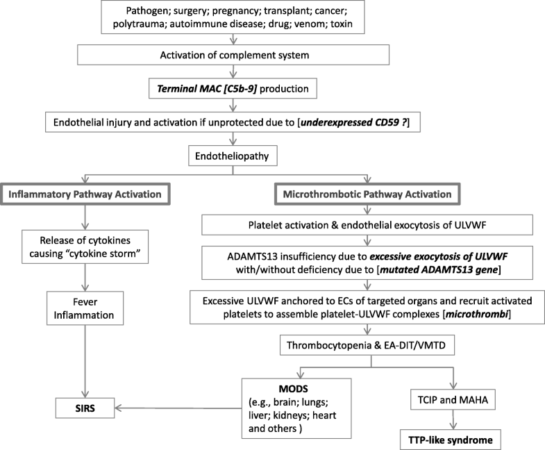 TTP-like syndrome: novel concept and molecular pathogenesis of ...