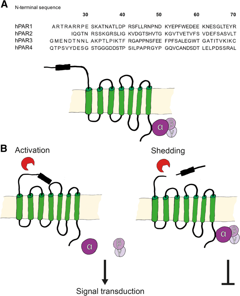 Protease-activated receptors (PARs): mechanisms of action and potential ...