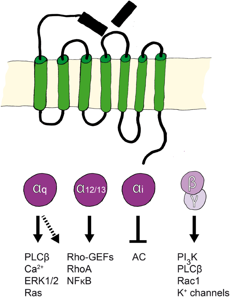Protease-activated receptors (PARs): mechanisms of action and potential ...