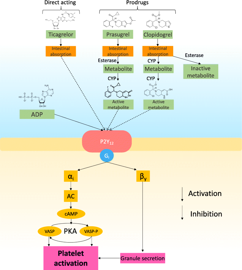 A brief review on resistance to P2Y12 receptor antagonism in coronary ...