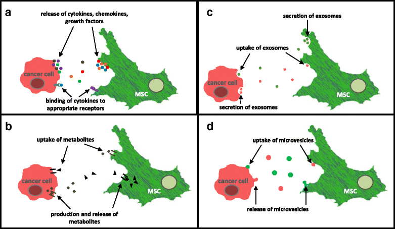 Interaction of MSC with tumor cells | Cell Communication and Signaling ...