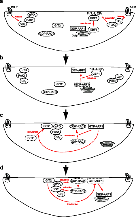 ARF1 recruits RAC1 to leading edge in neutrophil chemotaxis | Cell ...