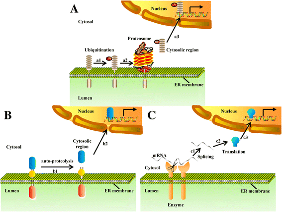 The nuclear transportation routes of membrane-bound transcription ...