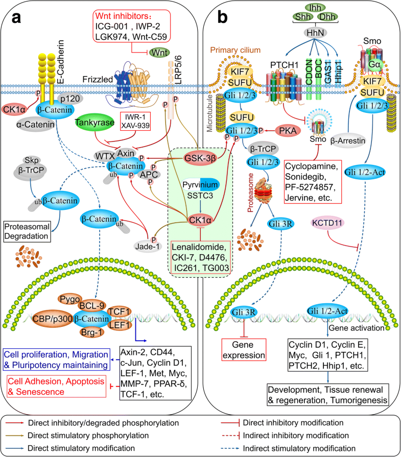 Casein kinase 1α: biological mechanisms and theranostic potential ...