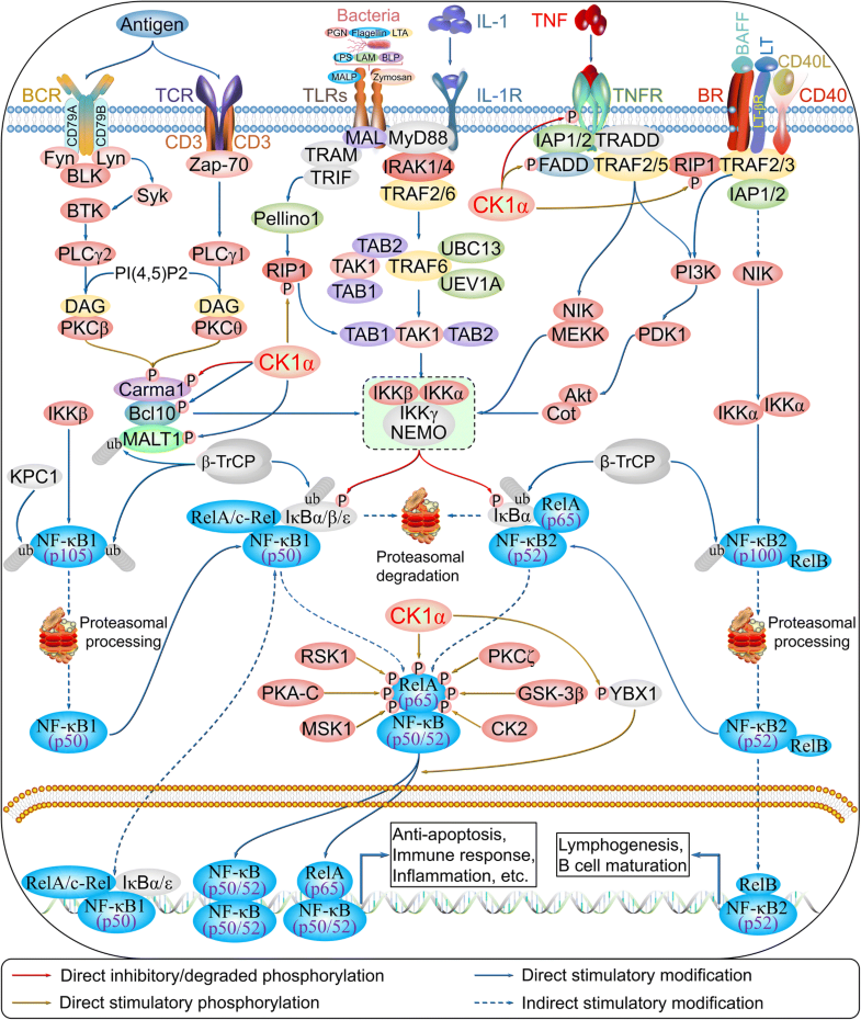 Casein kinase 1α: biological mechanisms and theranostic potential ...