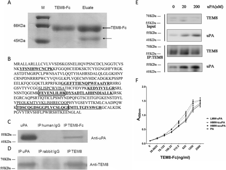 TEM8 functions as a receptor for uPA and mediates uPA-stimulated EGFR ...