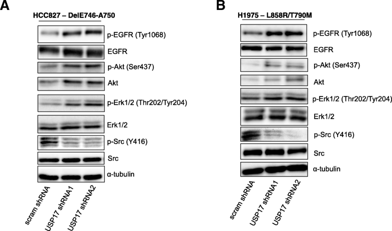 USP17 is required for trafficking and oncogenic signaling of mutant ...