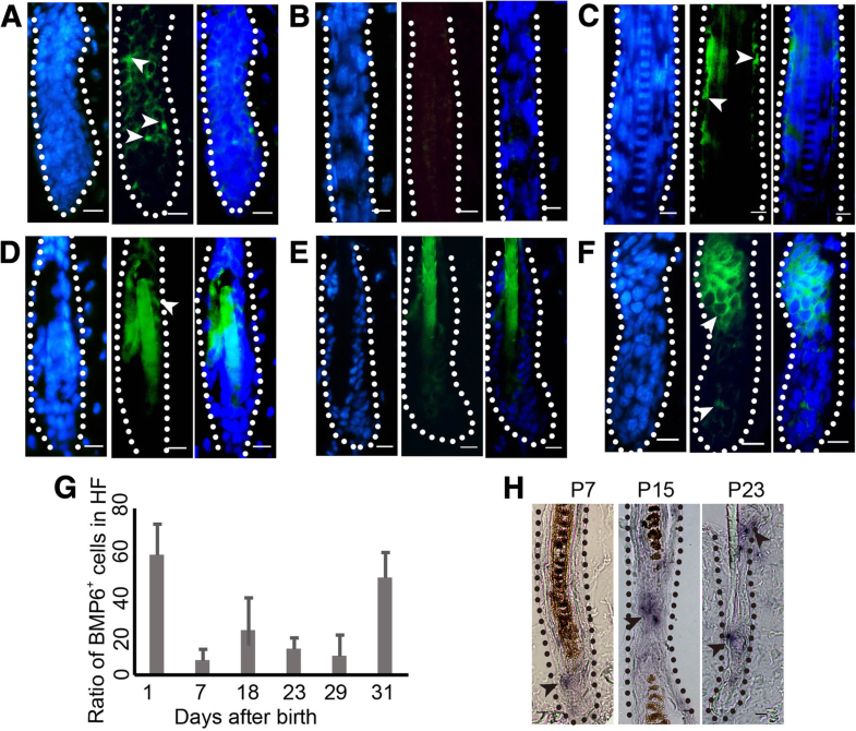 The balance of Bmp6 and Wnt10b regulates the telogen-anagen transition ...