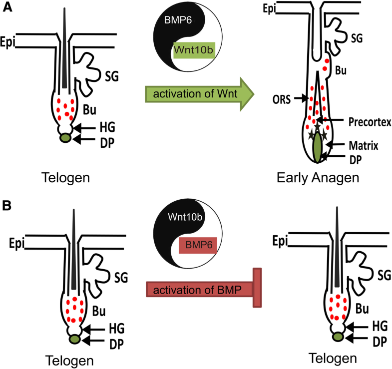The balance of Bmp6 and Wnt10b regulates the telogen-anagen transition ...