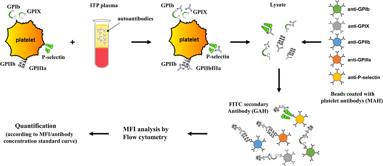 Flow cytometric immunobead assay for quantitative detection of platelet ...