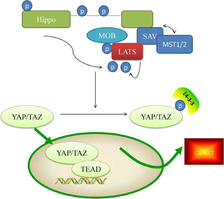 Analysis of the role of the Hippo pathway in cancer | Journal of ...