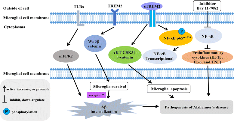 TREM2 regulates innate immunity in Alzheimer’s disease | Journal of ...