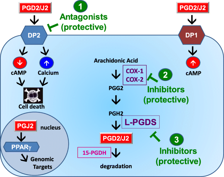 Prostaglandin D2/J2 signaling pathway in a rat model of ...