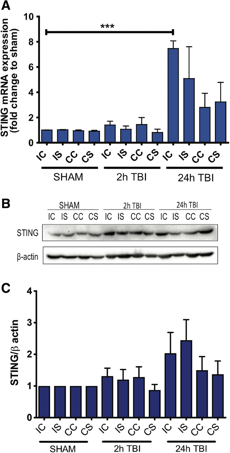 STING-mediated type-I interferons contribute to the neuroinflammatory ...