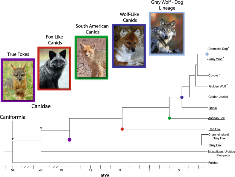 Origin and recent expansion of an endogenous gammaretroviral lineage in ...