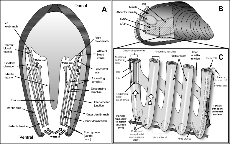 Spatial compartmentalization of free radical formation and ...