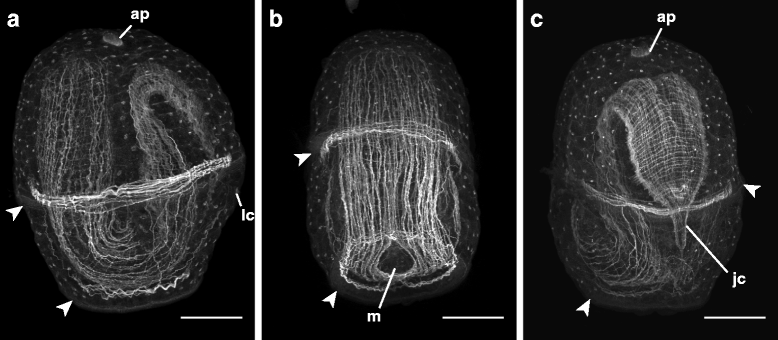 Development of a lecithotrophic pilidium larva illustrates convergent ...