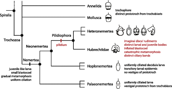 Development of a lecithotrophic pilidium larva illustrates convergent ...